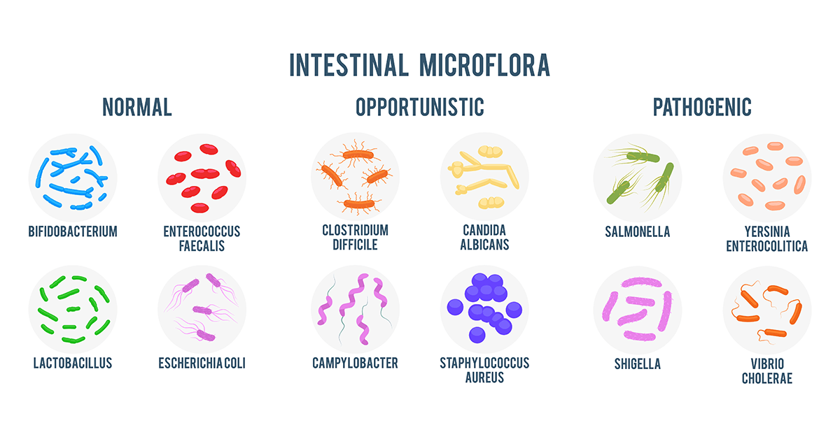 Gut health and how to treat IBS (irritable bowel syndrome)